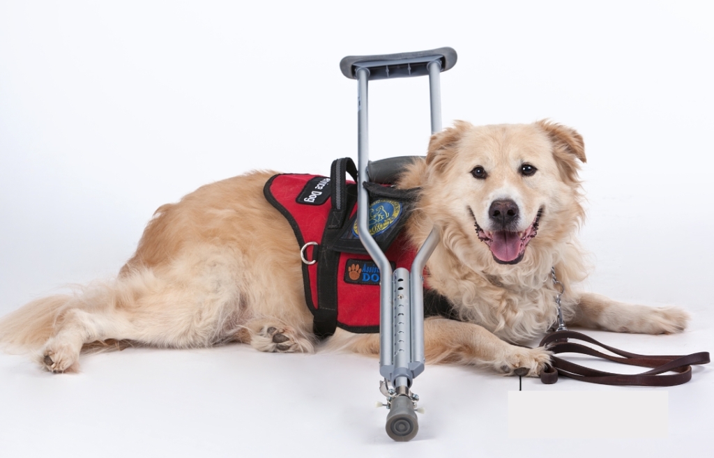 SERVICE DOG TRAINING PROGRAMS - Paws for Life USA