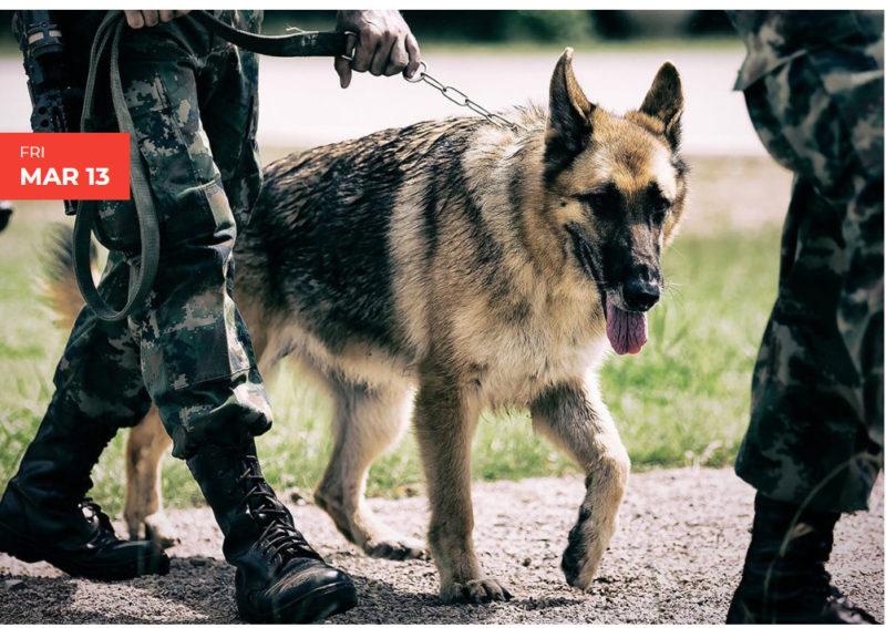 National K9 Veterans Day March 13th, 2020 - Paws for Life USA